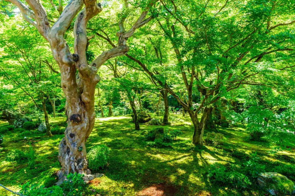 Bien réalisez une transplantation d'arbres, ce qu'il faut retenir